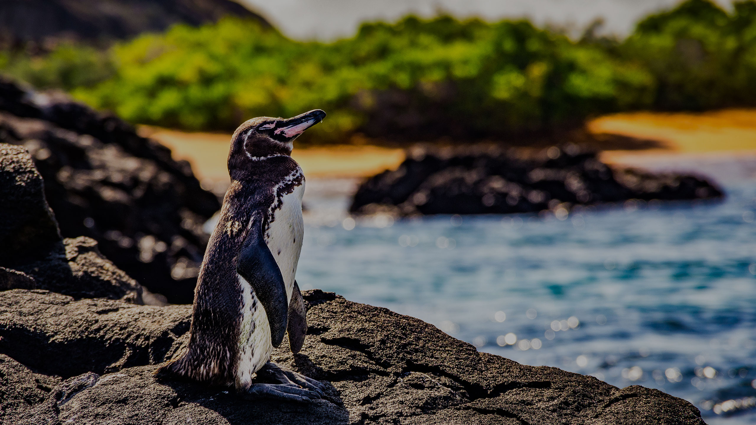 Visit Isla Isabela: Sullivan Bay, Elizabeth Bay, Puerto Villamil, Wall ...