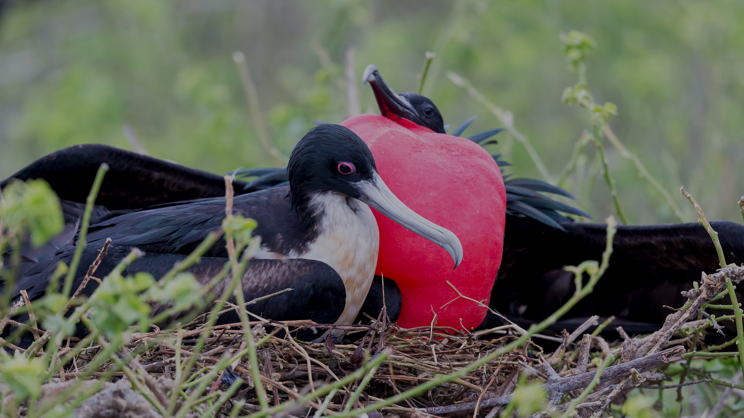 The Frigatebird: Exploring Galapagos Islands' Birds | Celebrity Cruises ...