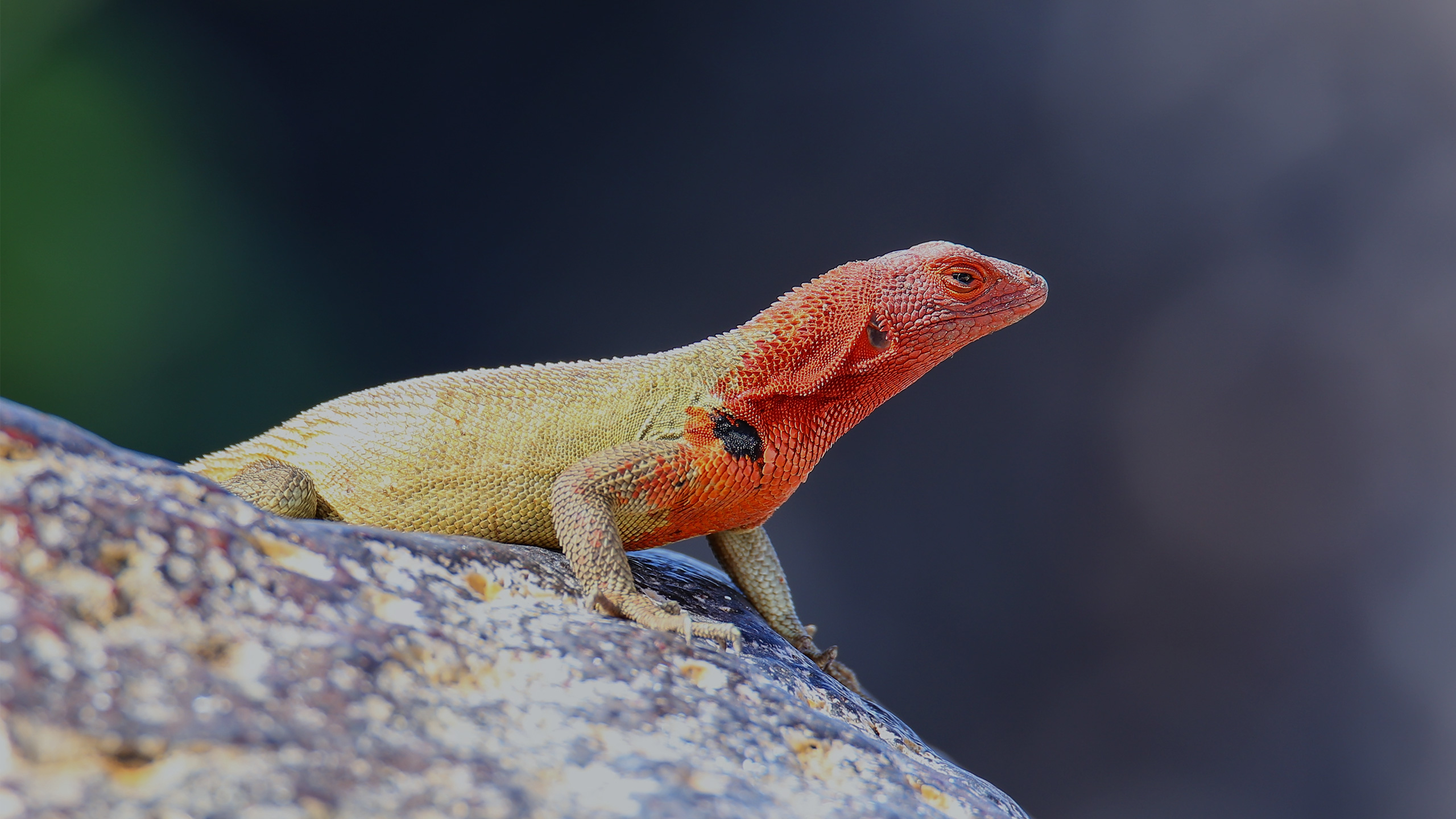 The Lava Lizard: Exploring Galapagos Islands' Fauna | Celebrity Cruises ...